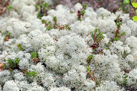 Reindeer Moss Plantlife