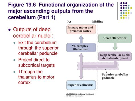 Ppt Sensorimotor Functions Of The Cerebellum Powerpoint Presentation Id6877005