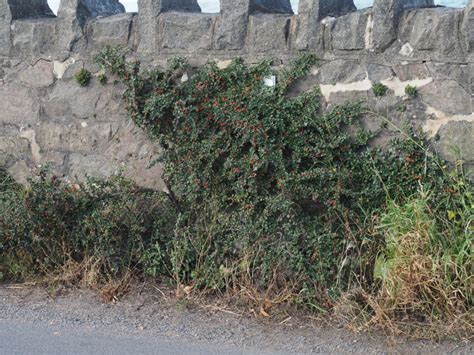 Wall Cotoneaster Naturespot