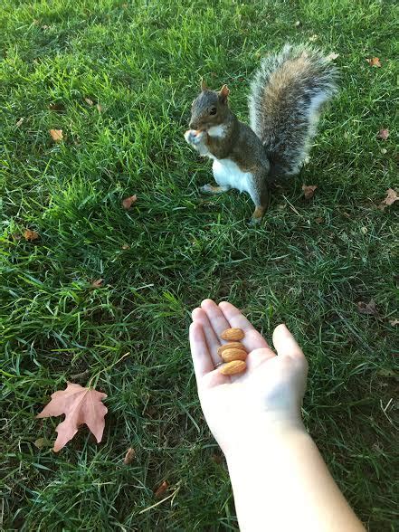 Graduating Seniors To Be Given A Squirrel With Their Diploma The Hill News