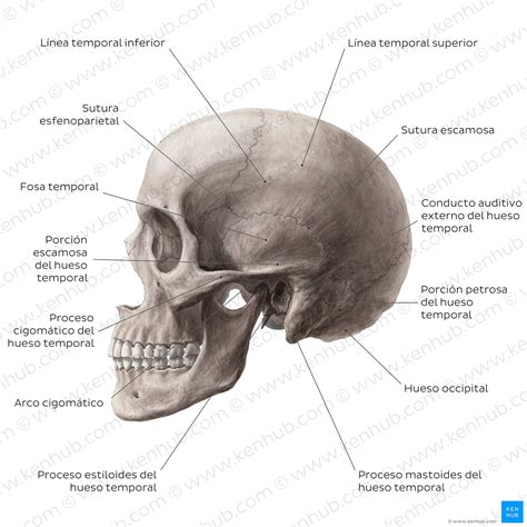 Fosa Temporal Anatomía Límites Y Contenido Kenhub
