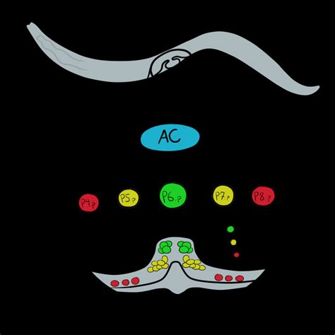 The Process Of Signaling Vulvagenesis From The Anchor Cell And Download Scientific Diagram
