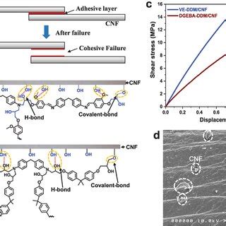 A Representative Image Of SLJ Specimen B Crosslinking Of Epoxy Download Scientific Diagram