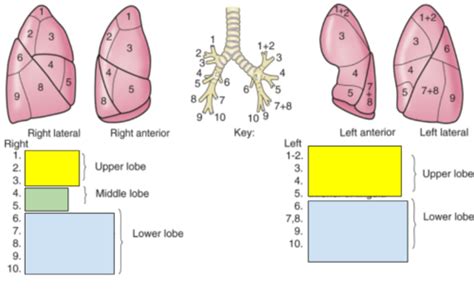 Pulmonary Anatomy And Function Flashcards Quizlet