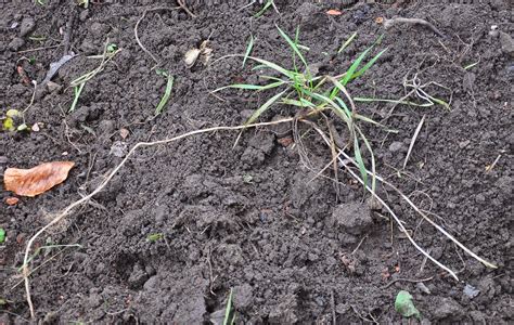 Gardening With John Steedman Couch Grass Elymus Repens Removal