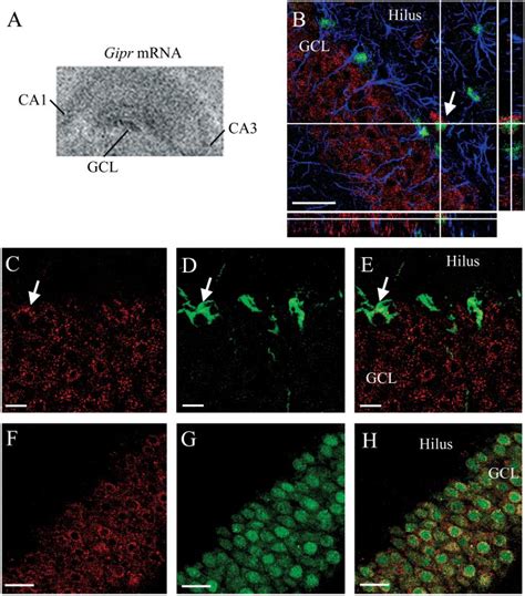 The Gip Receptor Is Present In Both Mature Neurons And Progenitor Cells Download Scientific