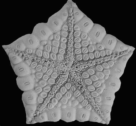 The Echinoblog The Panoply Of Pedicellariae Post