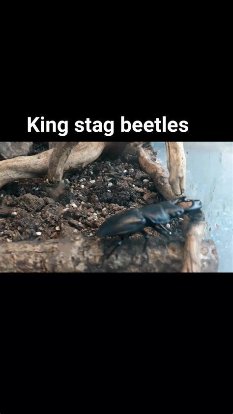 왕사슴벌레 왕사슴벌레는 한국 중국 일본에 서식하는 사슴벌레과의 곤충이다 몸길이는 수컷이 27~53mm이고 암컷이 25