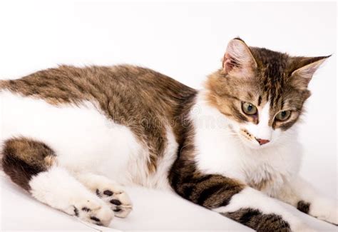 Mooie Jonge Kat Stock Foto Image Of Geïsoleerd Klauw 24712978