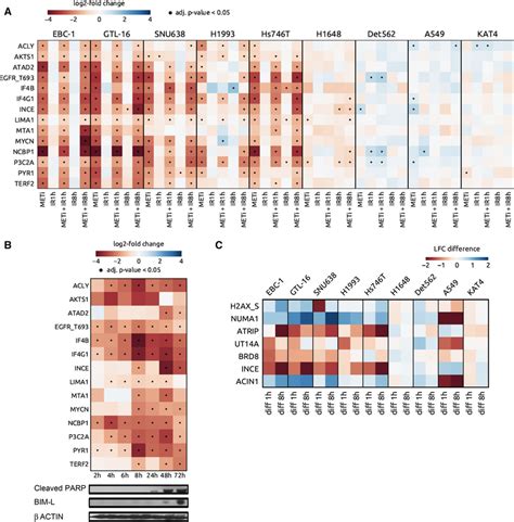 Targeted Phosphoproteomics In Met Positive Cancer Cell Lines A Heat Download Scientific