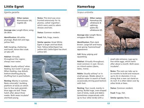 First Field Guide To Common Birds Of Southern Africa Struik Nature