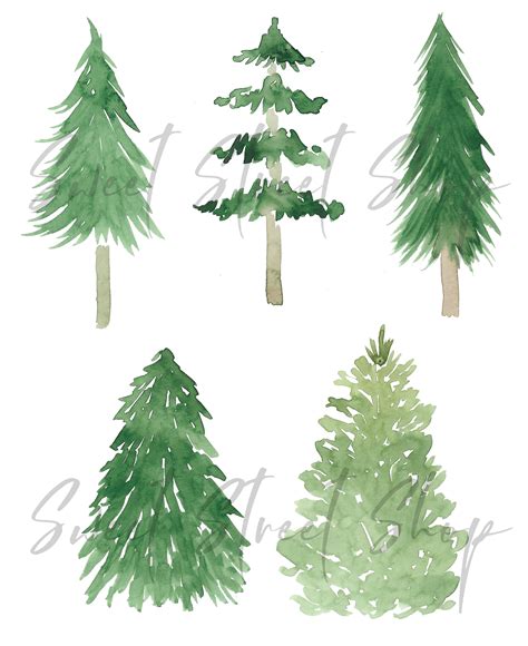 Fir Tree Watercolor At Georgia Challis Blog