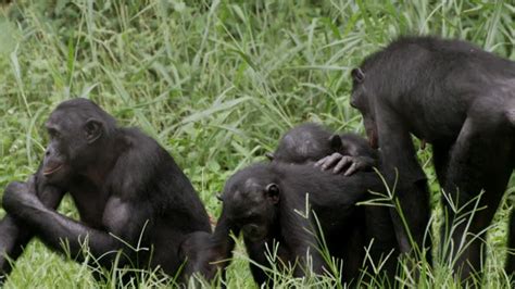 113 Bonobo Stock Videos Footage And 4k Video Clips Getty Images