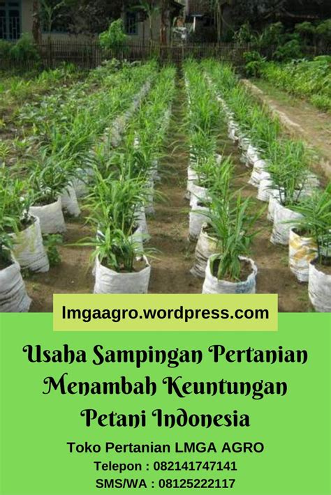 teknik budidaya jahe merah dalam polybag - Stephen White