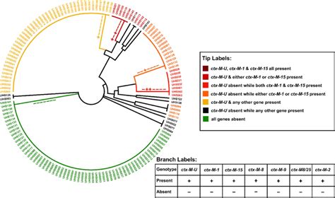 Circular Trees Created By The Upgma Unweighted Pair Group Method With Download Scientific