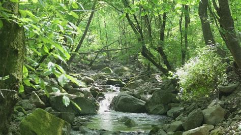 휴식을 위한 자연의 소리 Youtube