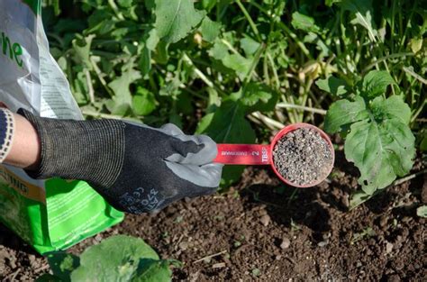 How To Make Your Garden Soil More Acidic 5 Ways And What To Avoid