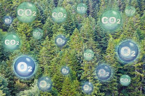 Fir Tree Crowns With Oxygen O2 And Carbon Dioxide CO2 Molecules Carbon Dioxide Absorption And