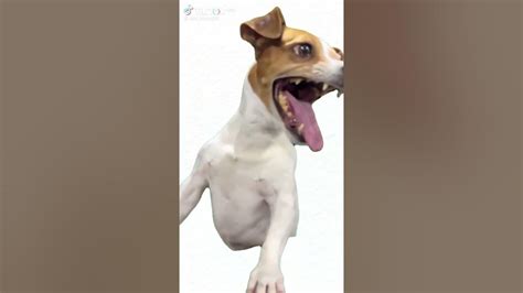 Meme Viral Perro Riéndose Youtube