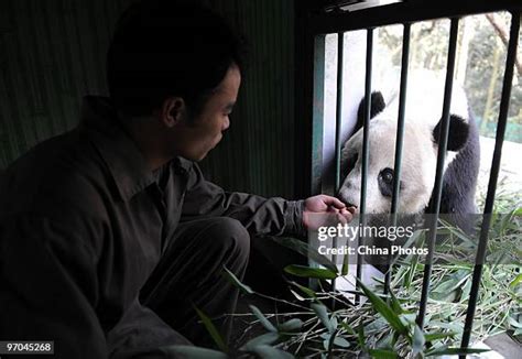 China Giant Panda Protection And Research Center Photos And Premium
