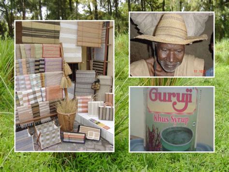 An Ethnobotanical Profile Of Vetiver Grass Green Unfolding