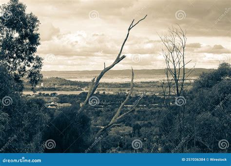 Scenic View Of Naked Trees And Vegetation Overlooking The Capital City Canberra In Australia