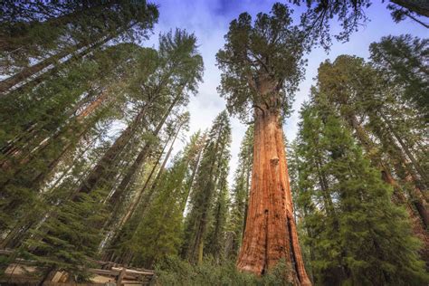 15 Of The Most Remarkable Trees In The United States