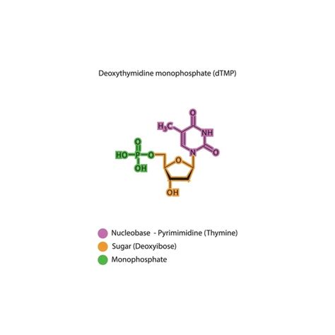 Deoxythymidine Monophosphate Dtmp Over 15 Royalty Free Licensable