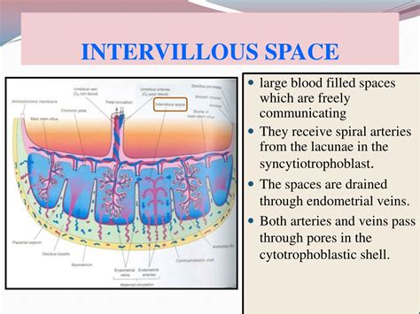 Ppt Placenta Powerpoint Presentation Free Download Id9237978