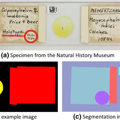 Segmentation Of Microscope Slide Image Same As Fig 1a From Nhm Data Download Scientific
