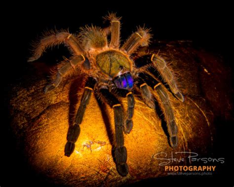 Giant White Knee Tarantula Care Sheet For Sale