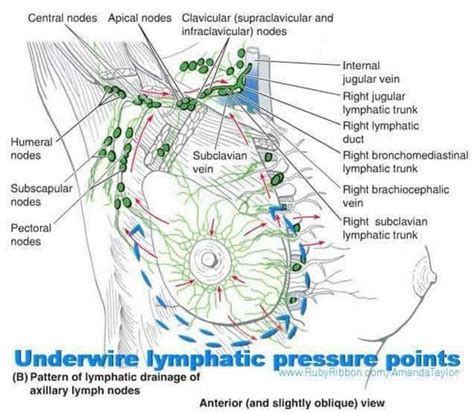 Nerves In Chest Lymph Node Location Lymph Node Map Lymphatic Drainage