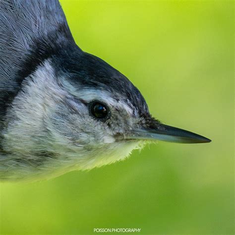 Michael Poisson Michaelpoisson • Instagram Photos And Videos