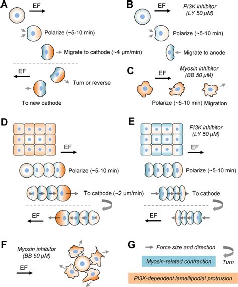 Qualitative Model Of Collective Ef Induced Cell Polarization And Download Scientific Diagram
