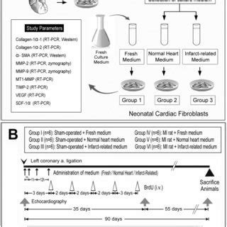 Detailed Protocol And Procedure Schematic Illustration Of The Detailed Download Scientific