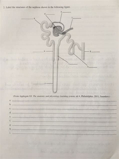 Solved 2 Label The Structures Of The Nephron Shown In The Chegg Com