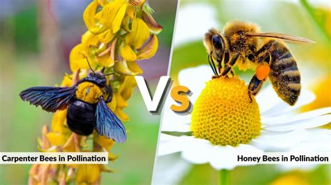 Do Carpenter Bees Pollinate Full Guide To Their Role In Nature