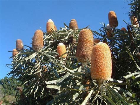 Plantfiles Pictures Banksia Species Acorn Banksia Banksia Prionotes