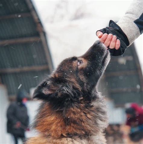 Вчера в приюта постъпиха няколко дарения от загрижени хора за което искрено Благодарим 🙏 В тази