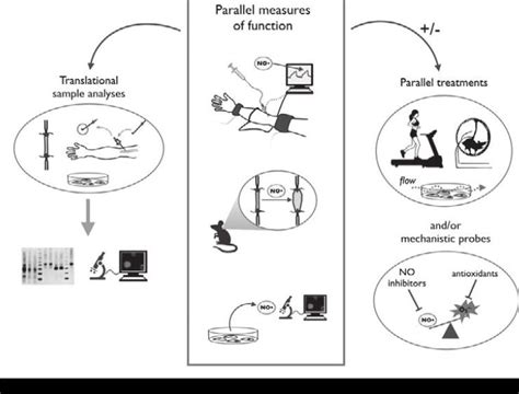 Translational Physiology In Practice The Physiological Society