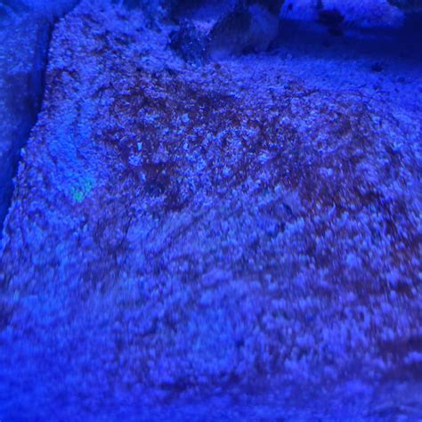 HELP Can Anyone Identify This Algae Reef Reef