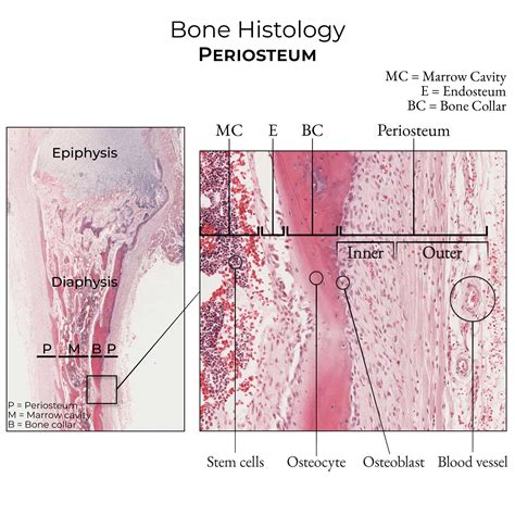 Histology Glossary Appositional Bone Growth Ditki Medical
