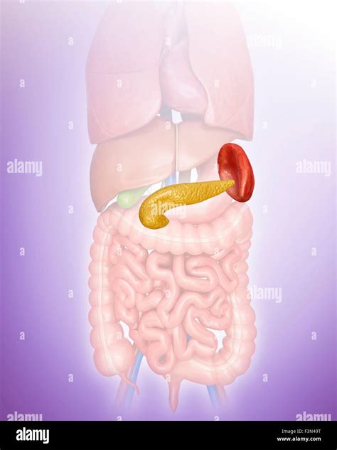 Spleen Cadaver