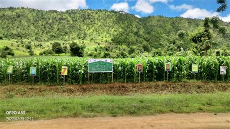 agriculture inputs bank cpp mae fah luang foundation