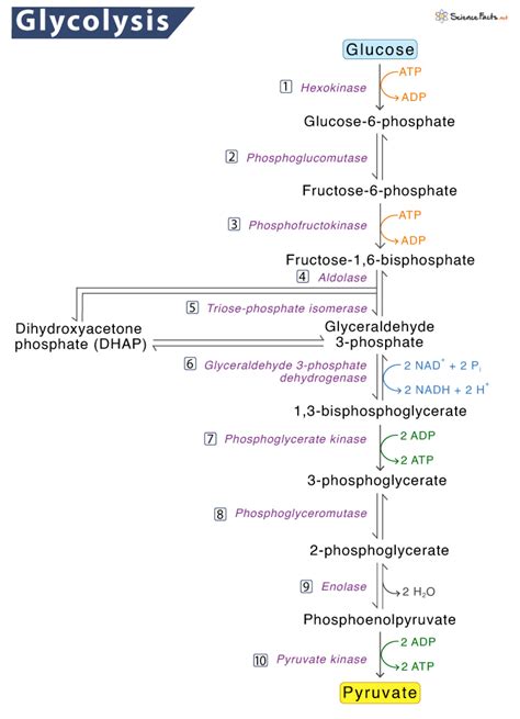Glycolysis With Enzymes Diagram At John Brunner Blog