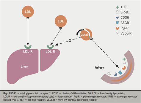 Lipoproteina A Historical Perspective