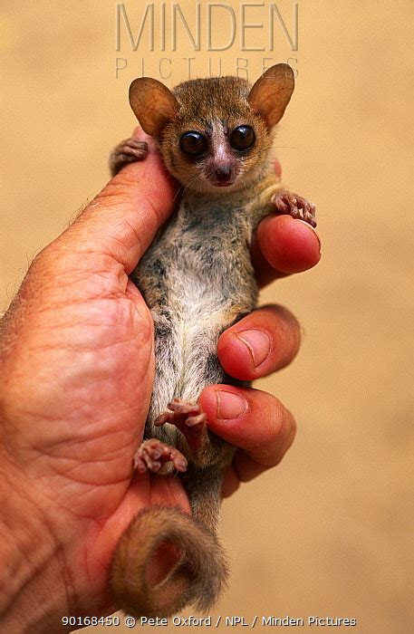 Mouse Lemur