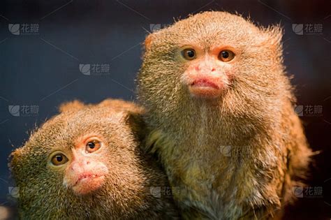 一对侏儒狨猴