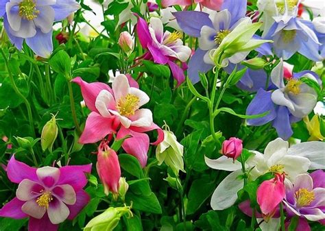 Красивые Неприхотливые Цветы для Дачи и Сада