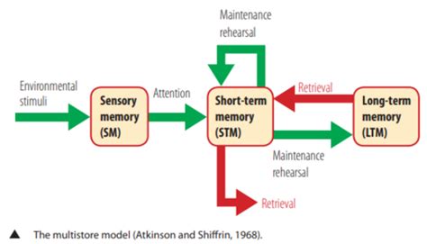 Memory Flashcards Quizlet Memory Flashcards Quizlet